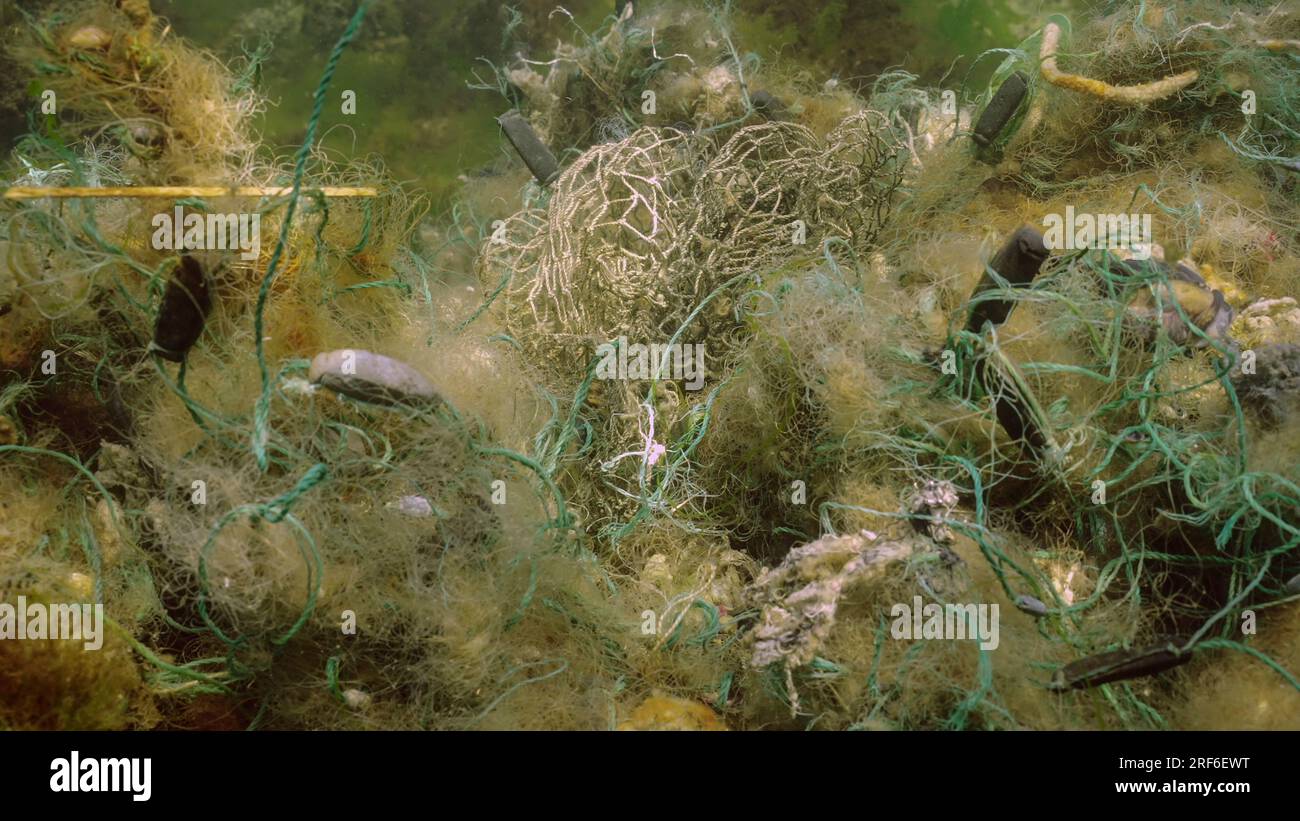 Lost fishing net lies on seabed in green algae Ulva on bright sunny day ...