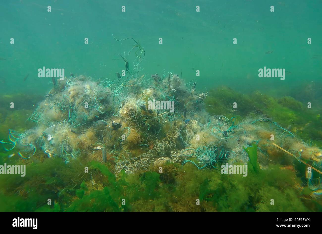 Lost fishing net lies on seabed in green algae Ulva on bright sunny day ...