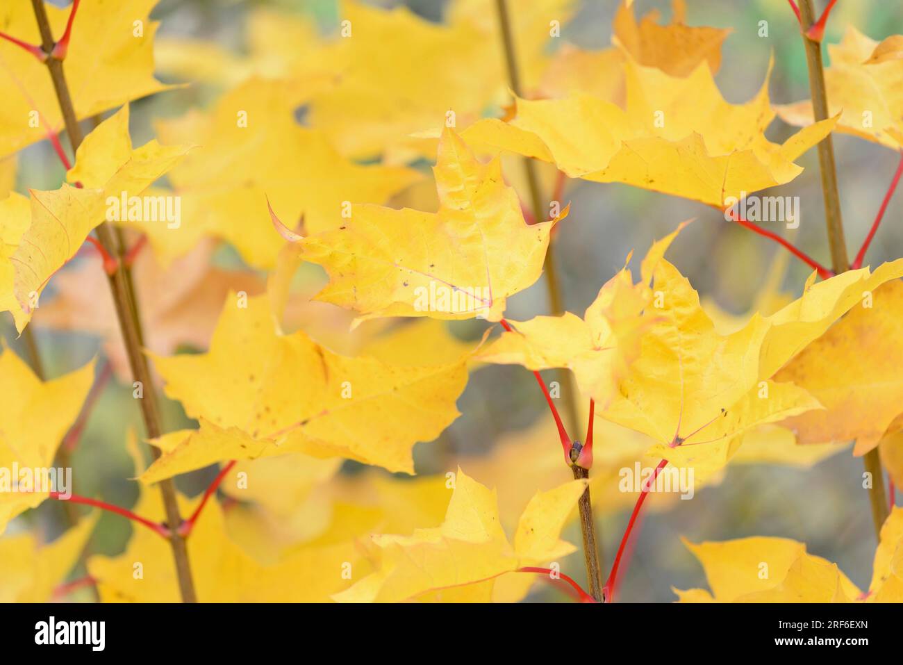 Rash tree hi-res stock photography and images - Alamy