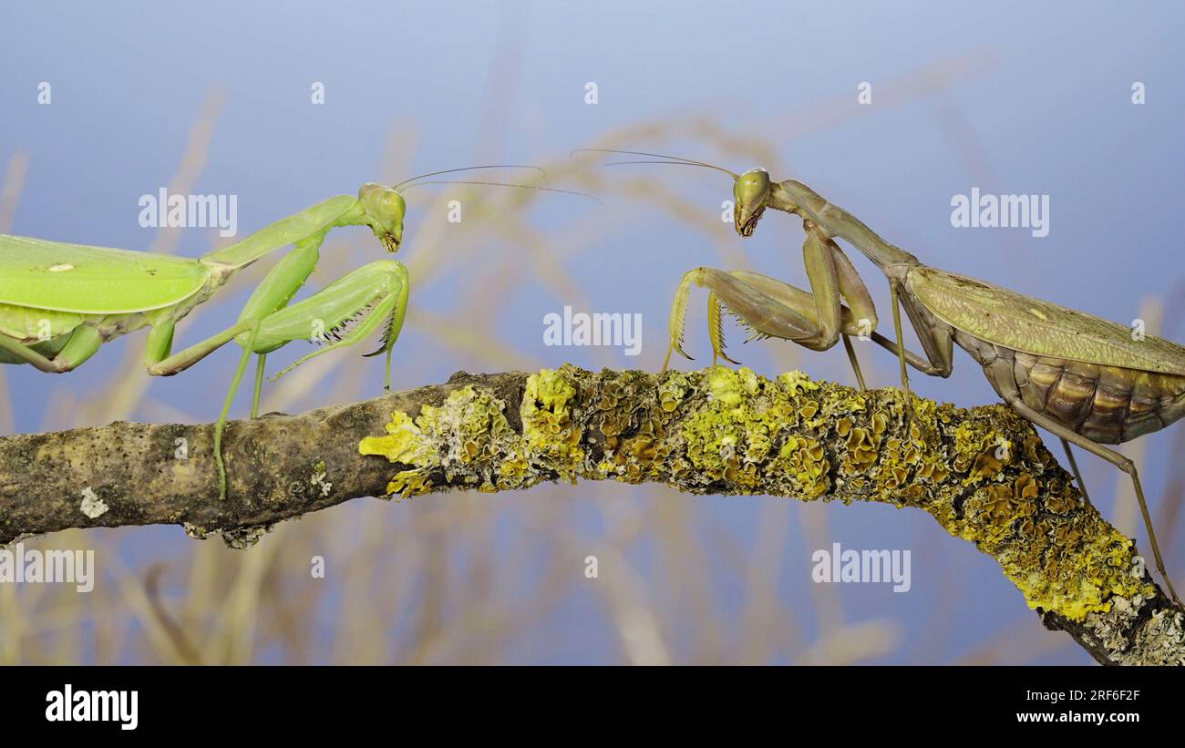 Insect slow motion hi-res stock photography and images - Alamy