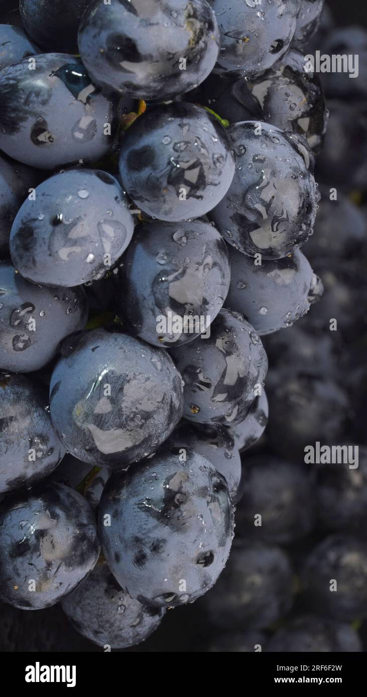 Details fresh dark grapes hi-res stock photography and images - Alamy