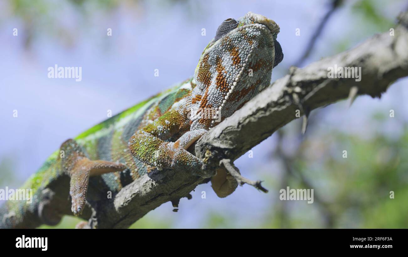 Close up of chameleon lies on branch and looks around on sunny day on ...