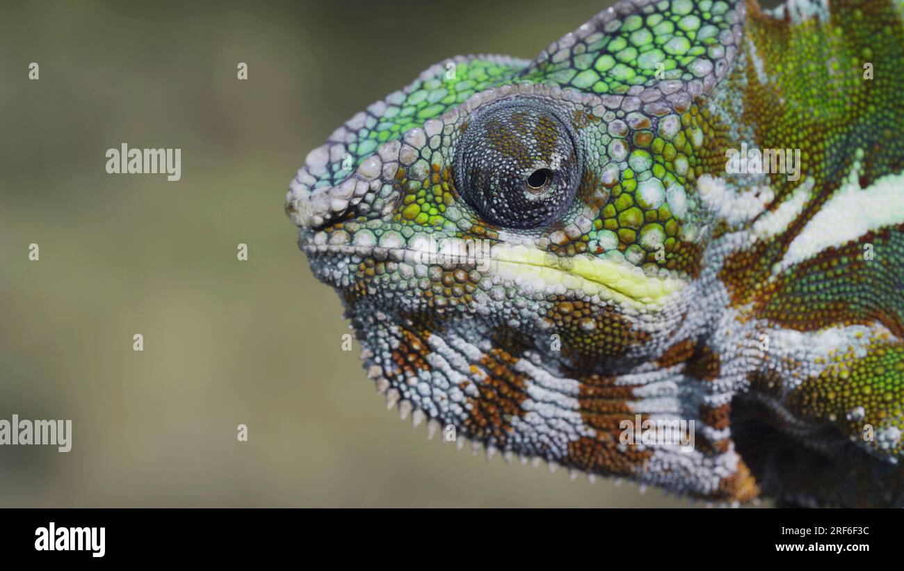 Close-up portrait of curious Panther chameleon (Furcifer pardalis ...