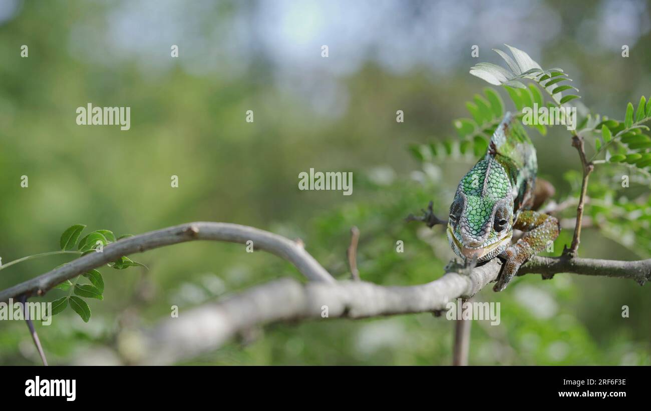 Green chameleon walks along branch, looks around and licks its lips, on ...