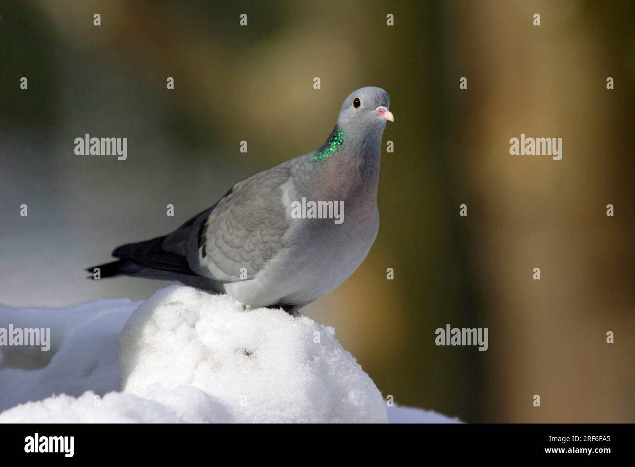 Columba oenas snow hi-res stock photography and images - Alamy