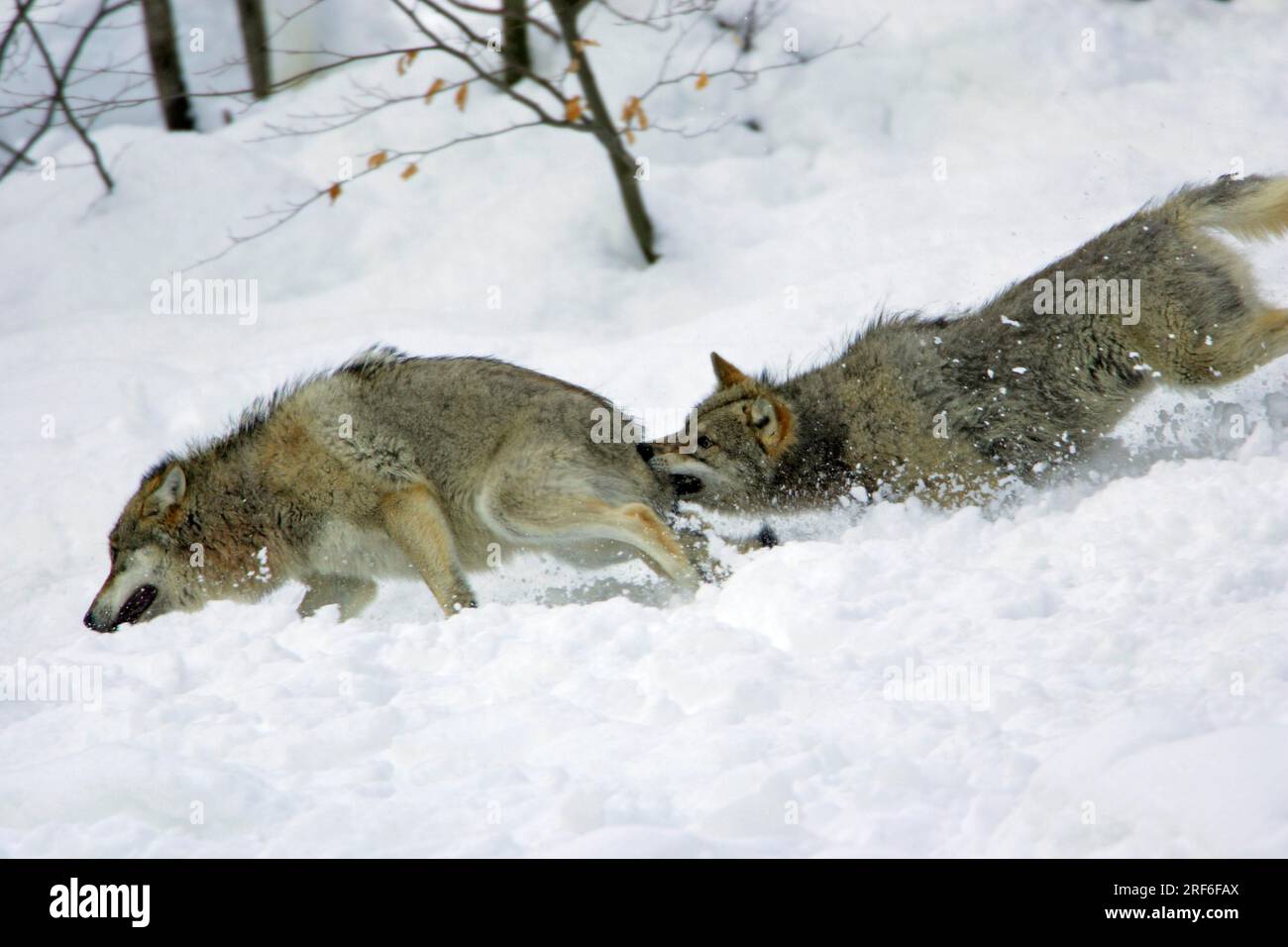 Gray wolf dominance behavior hi-res stock photography and images - Alamy