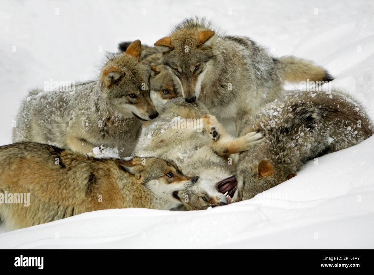 Wolves (Canis lupus Stock Photo - Alamy