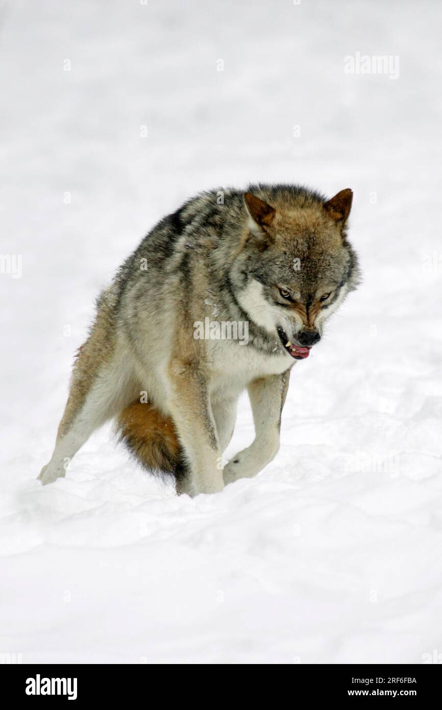 Gray wolf (Canis lupus), threatening gesture Stock Photo - Alamy