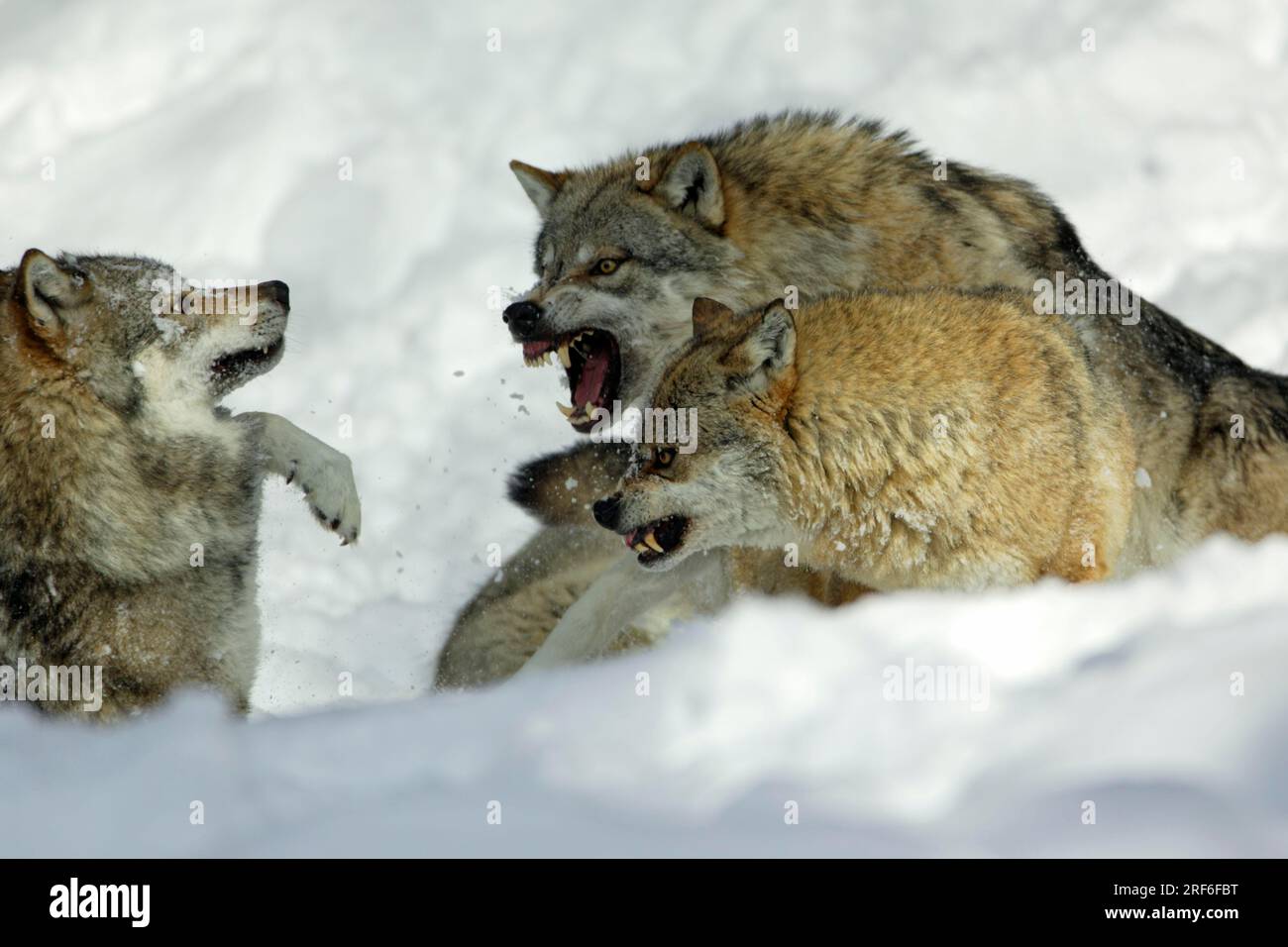 Gray wolves (Canis lupus), threatening gesture, appeasement gesture ...
