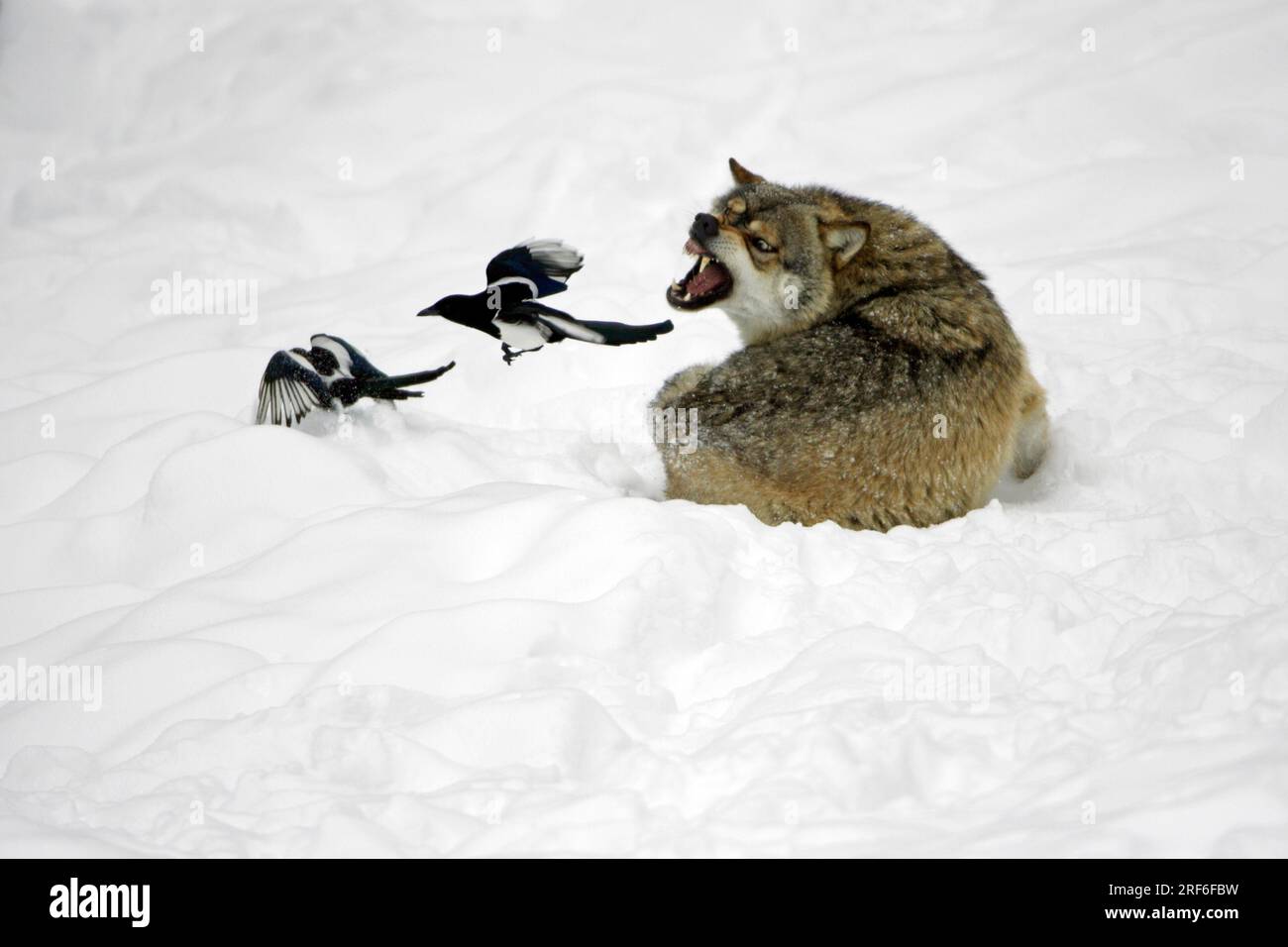 Wolf chasing Magpies (Canis lupus) (Pica pica Stock Photo - Alamy