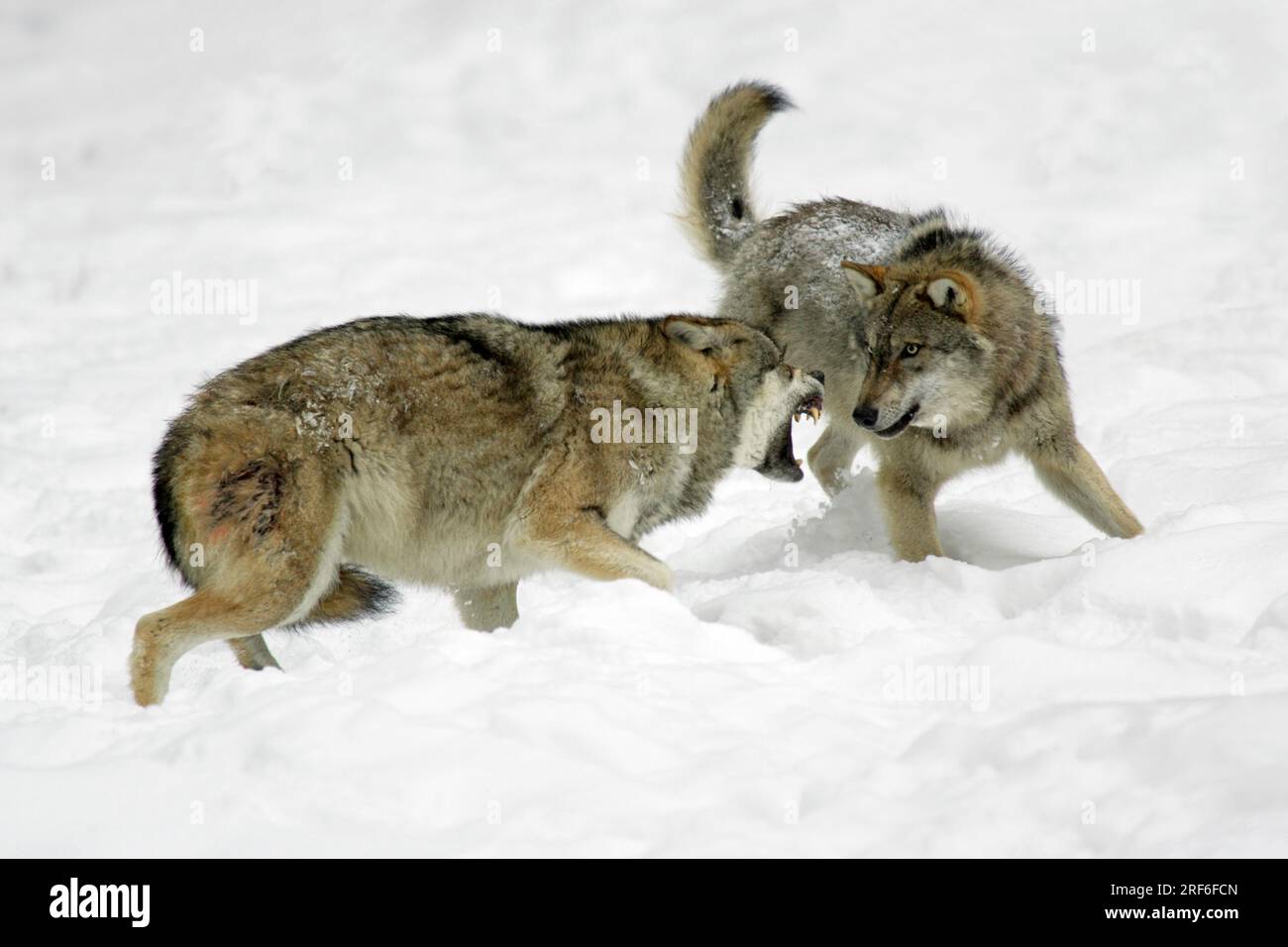 Gray wolf dominance behavior hi-res stock photography and images - Alamy
