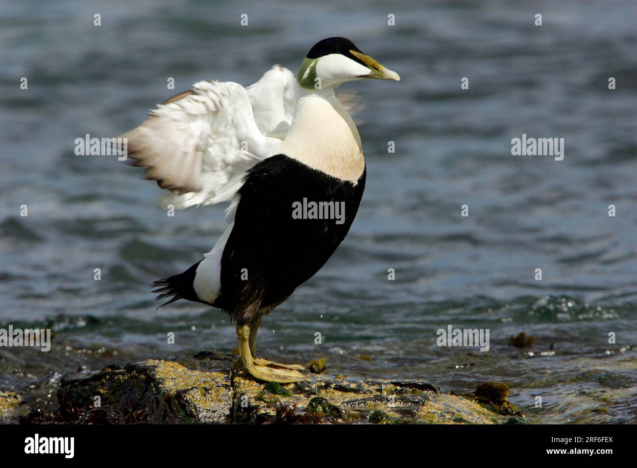 Common Eider, drake, England, Somateria mollissima), flapping wings ...
