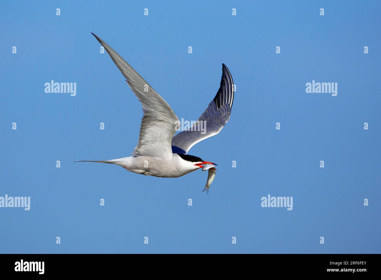 Common tern fish hi-res stock photography and images - Alamy