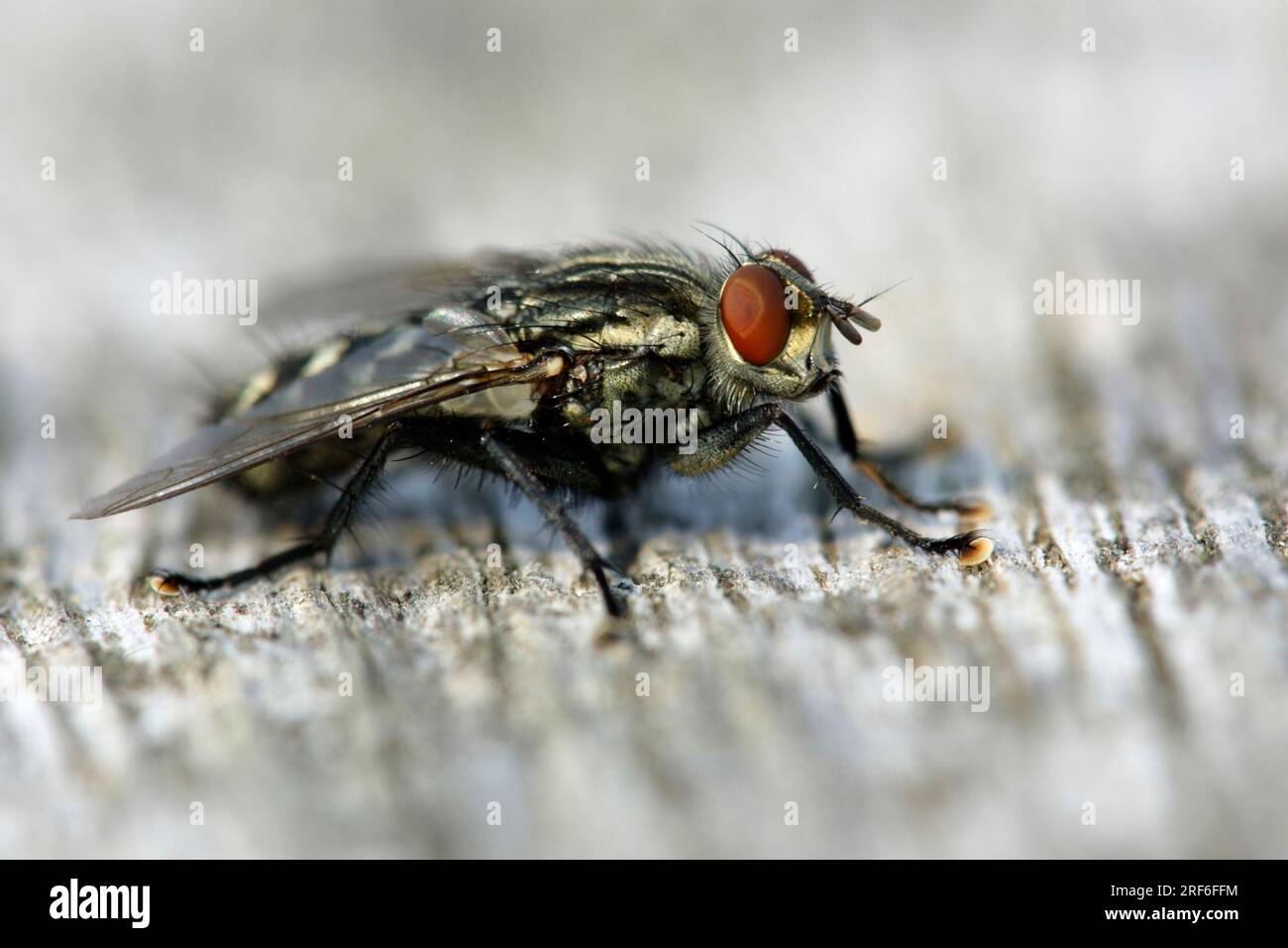 Grey flesh fly hi-res stock photography and images - Alamy