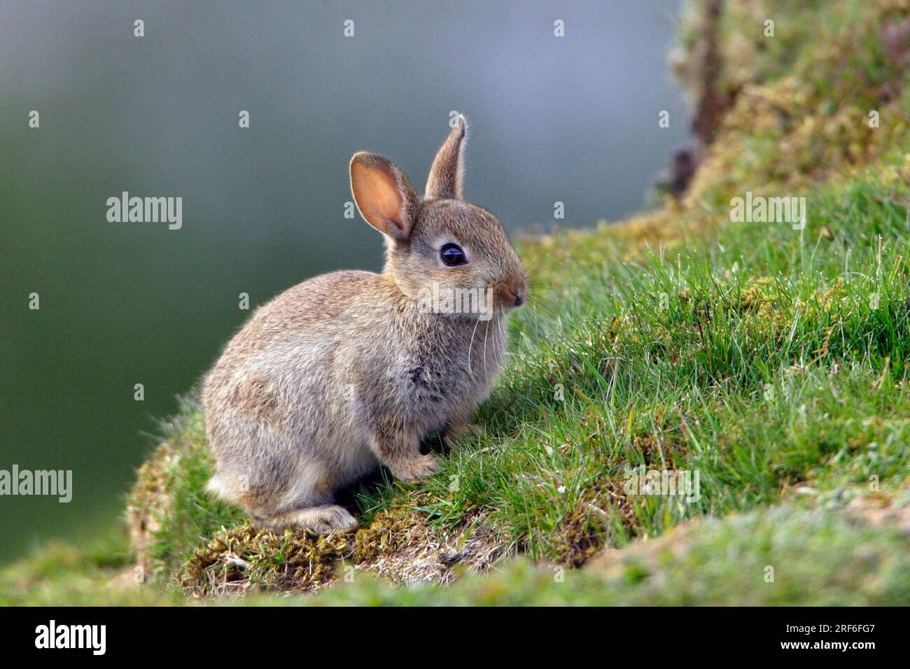 Baby wild european rabbit oryctolagus hi-res stock photography and ...