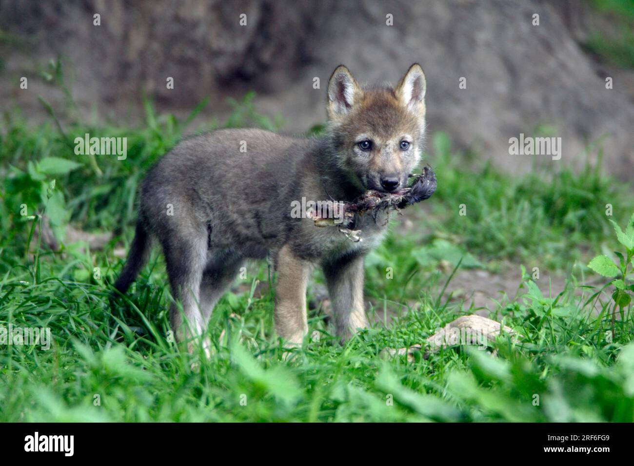 Wolf cub hi-res stock photography and images - Alamy