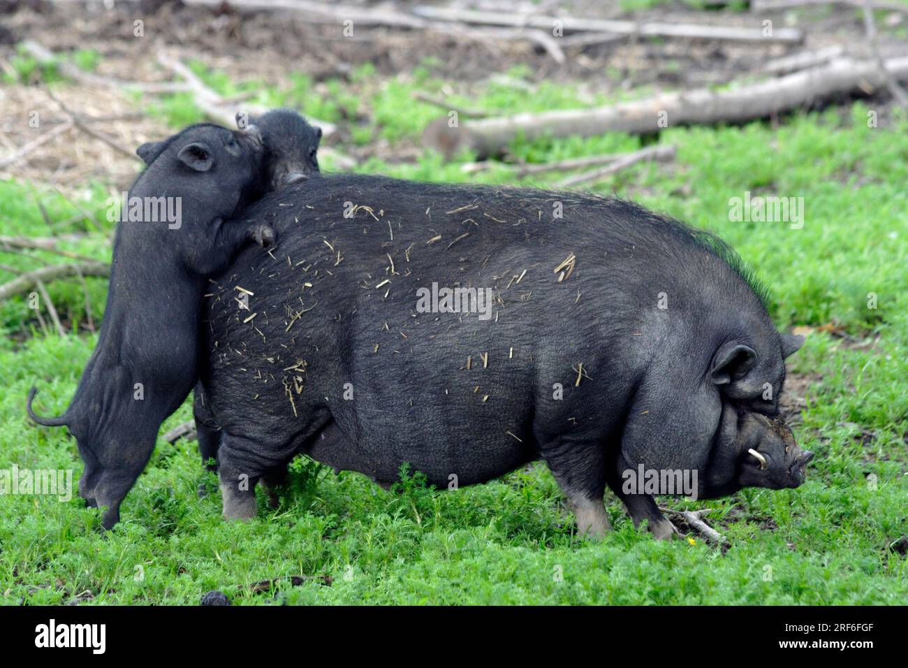 Vietnamese pot-bellied pigs, sow with piglets, Vietnamese pot-bellied ...