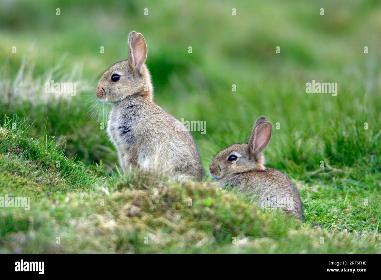 Young European Rabbits (Oryctolagus cuniculus), England Stock Photo - Alamy
