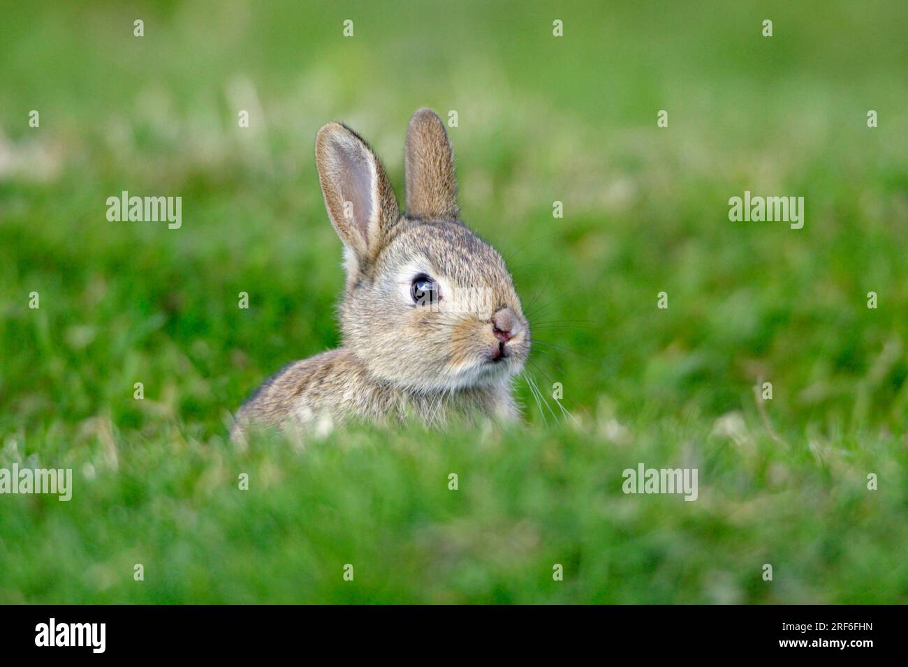Baby wild european rabbit oryctolagus hi-res stock photography and ...