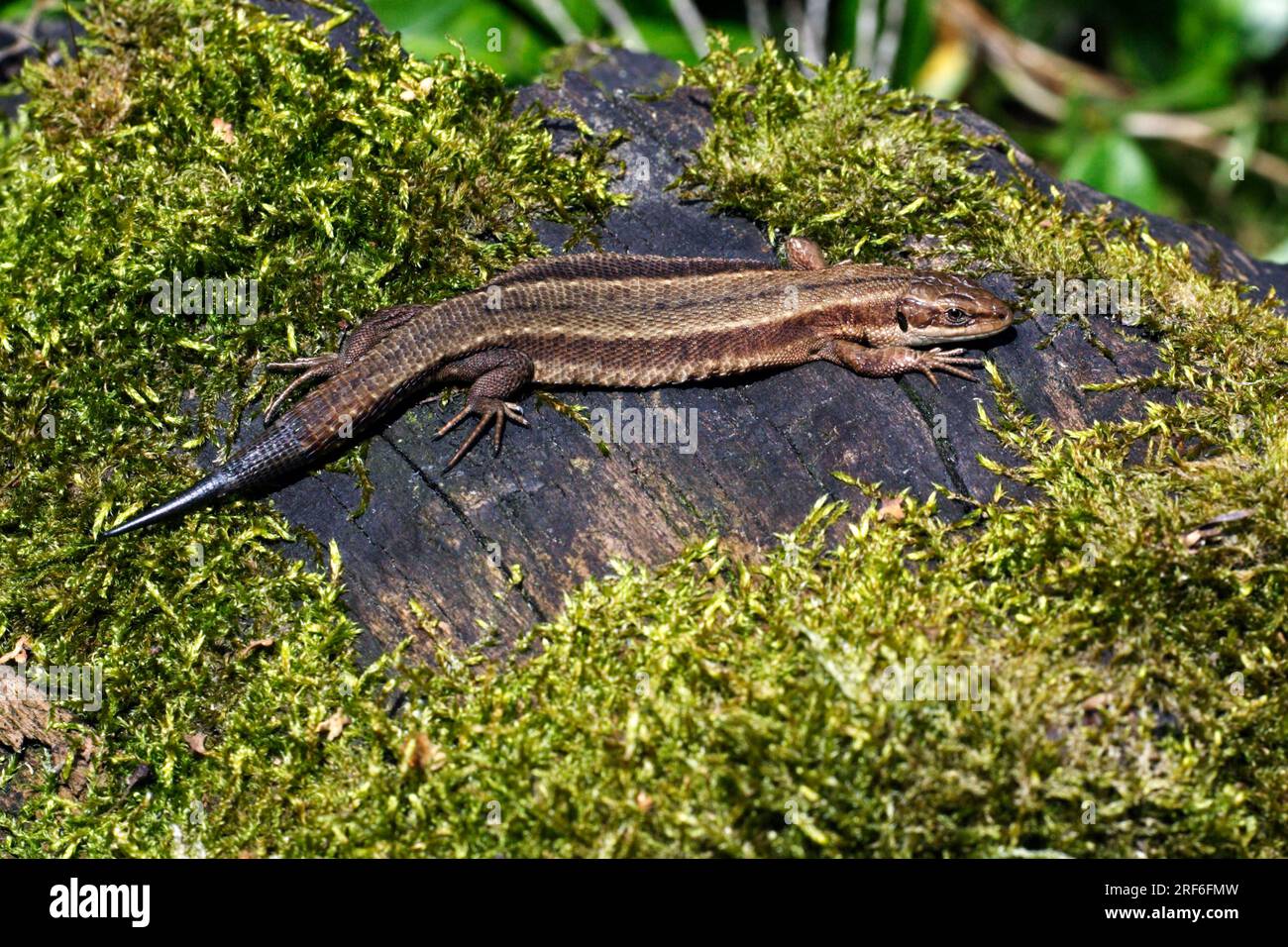 Lizard regenerated tail hi-res stock photography and images - Alamy