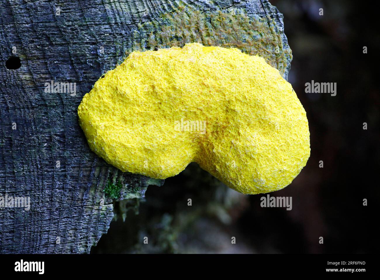 Sulphur Slime Fungus, Lower Saxony, Germany (Fuligo septica) (Fuligo ...