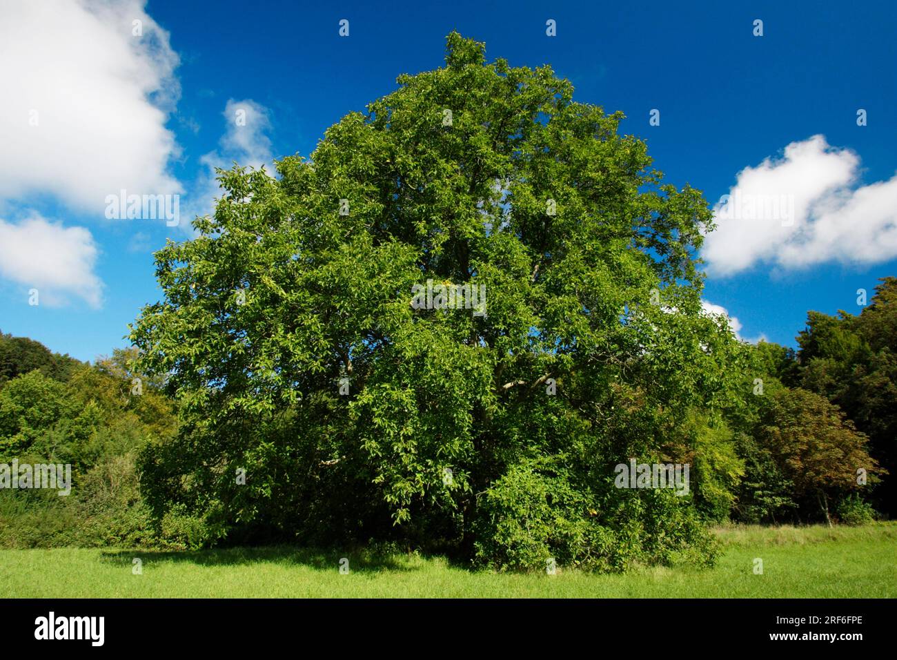 Walnut Tree (Juglans regia), Germany Stock Photo - Alamy