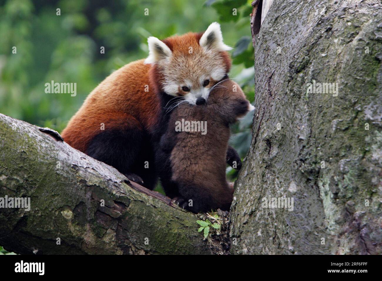 Juvenile red panda hi-res stock photography and images - Alamy