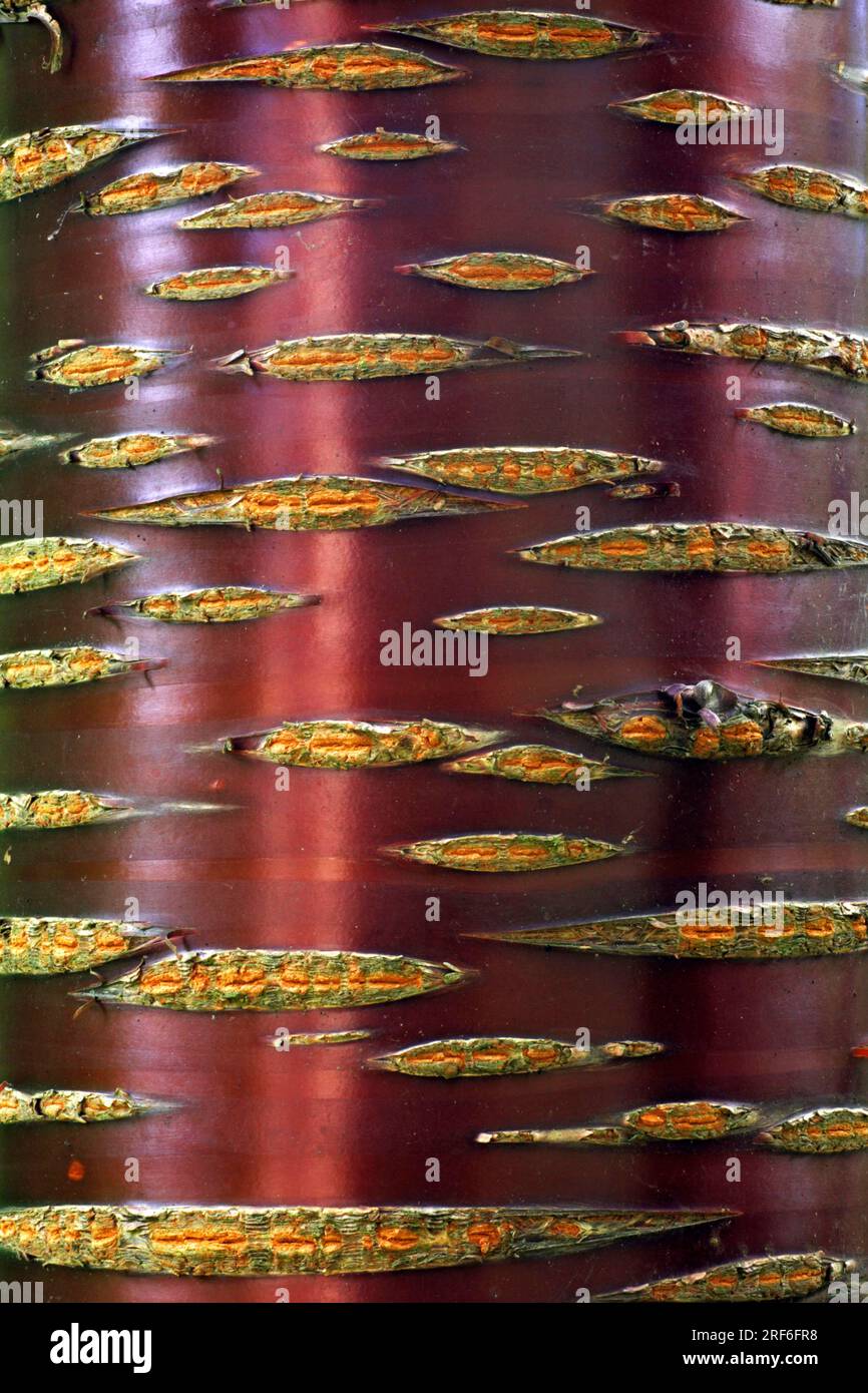 Chinese Red-Barked Birch, bark, Chinese (Betula albosinensis) Red Birch ...