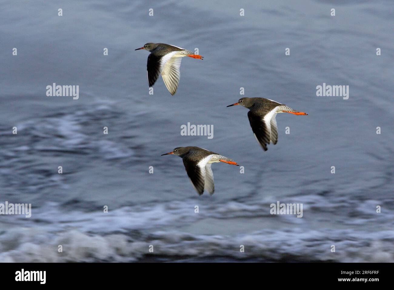 Common Redshanks (Tringa totanus), Northumberland, England Stock Photo ...