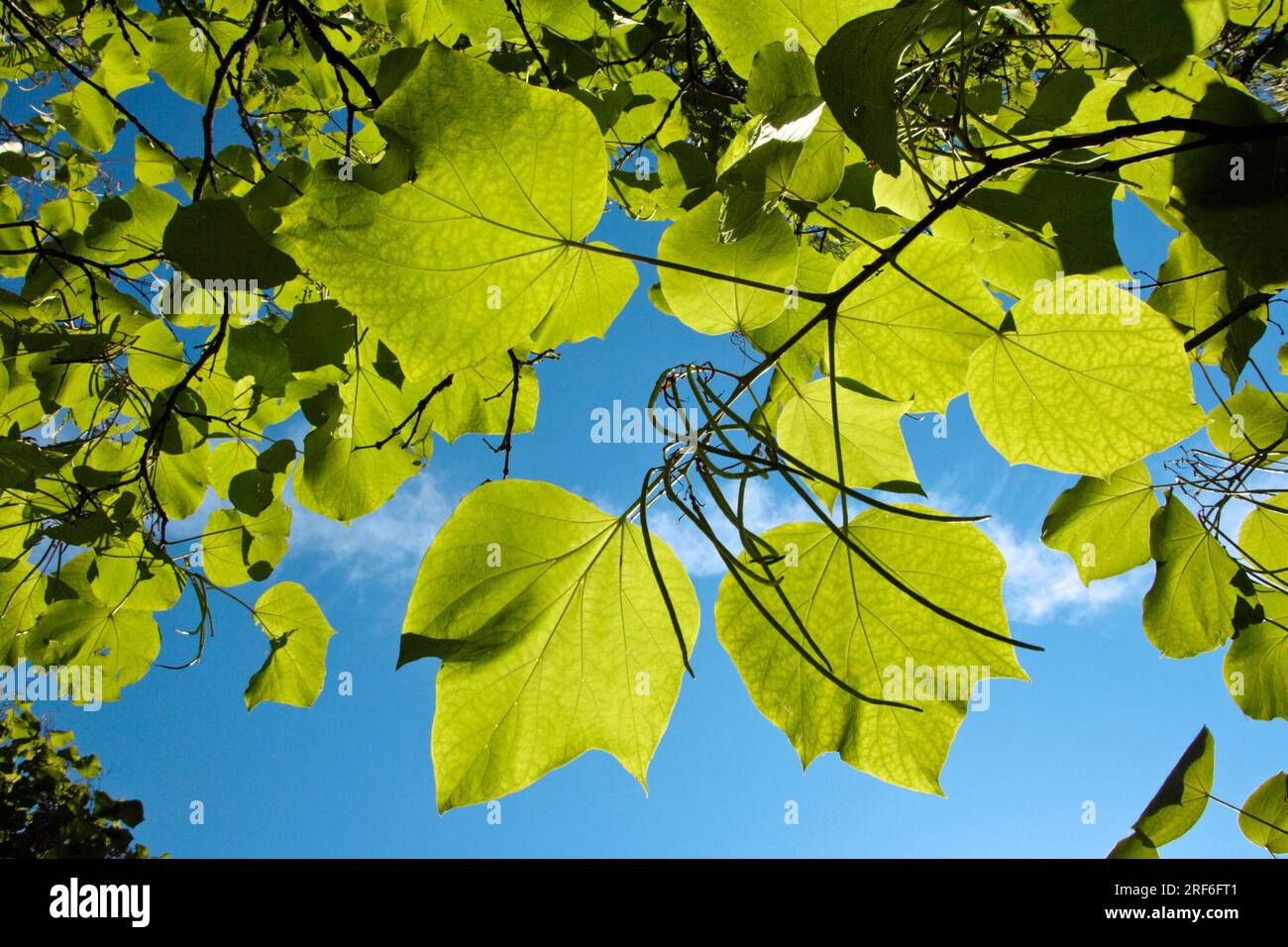 Indian Bean-Tree (Catalpa bignonioides Stock Photo - Alamy