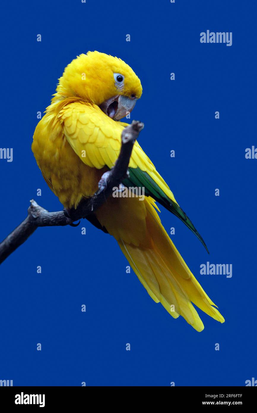 Golden parakeet hi-res stock photography and images - Alamy
