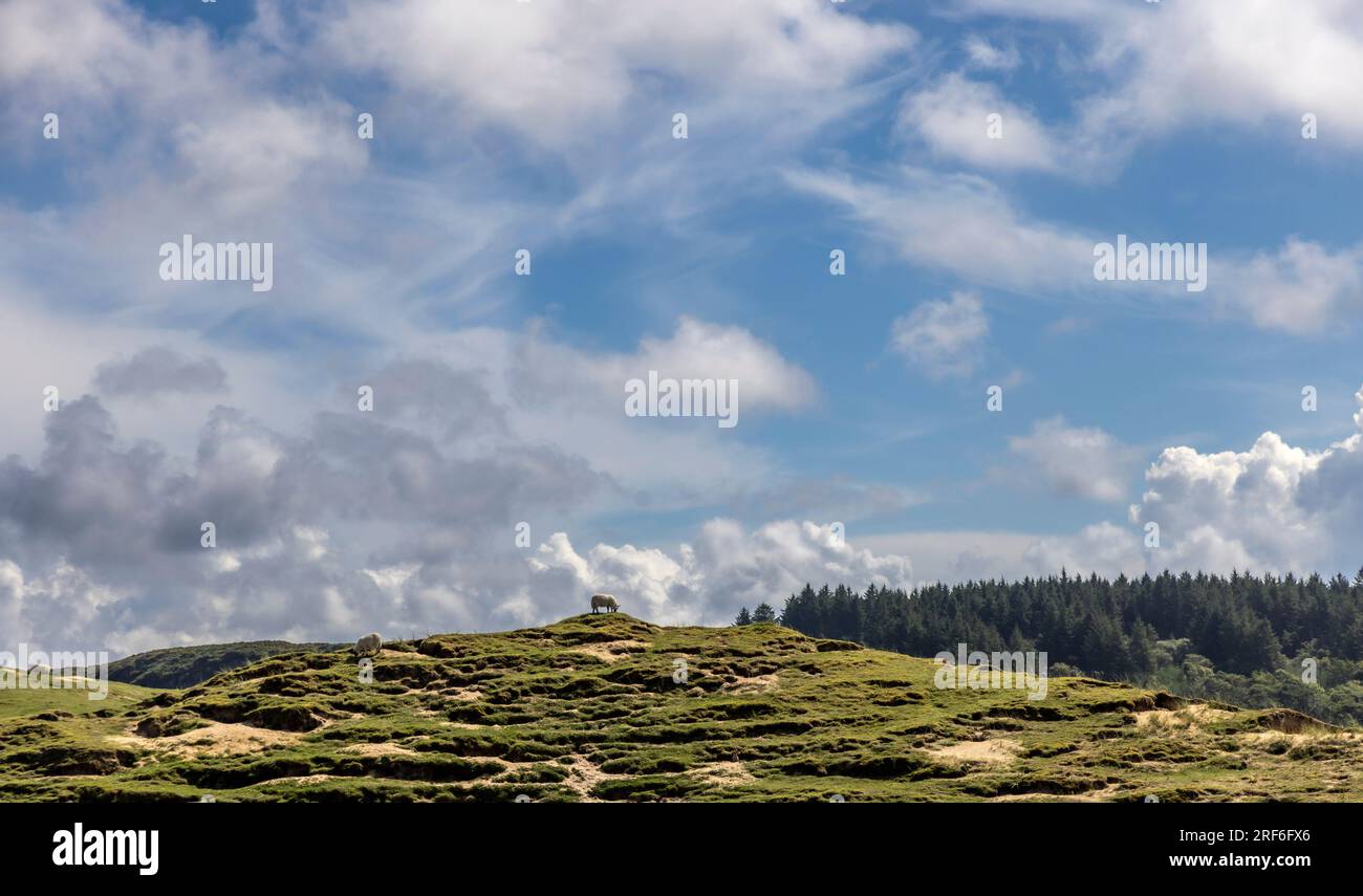A flock of sheep on the isle of Colonsay, Scotland Stock Photo - Alamy