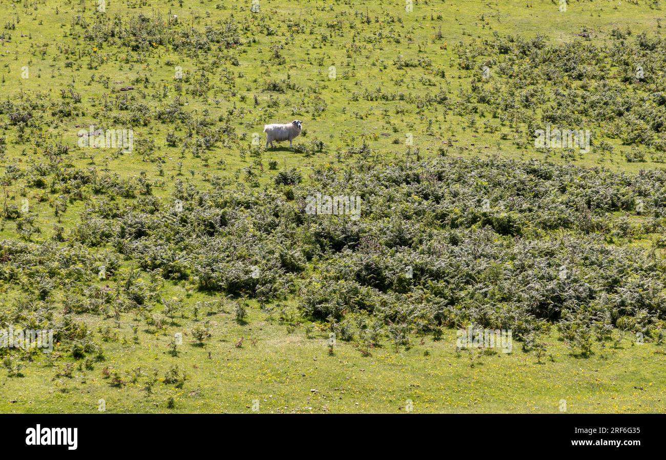 A flock of sheep on the isle of Colonsay, Scotland Stock Photo - Alamy