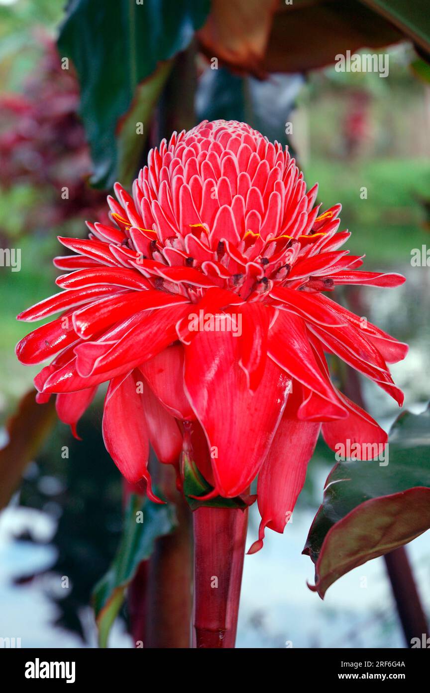 Torch gorse, torch ginger (Etlingera elatior), Costa Rica Stock Photo ...