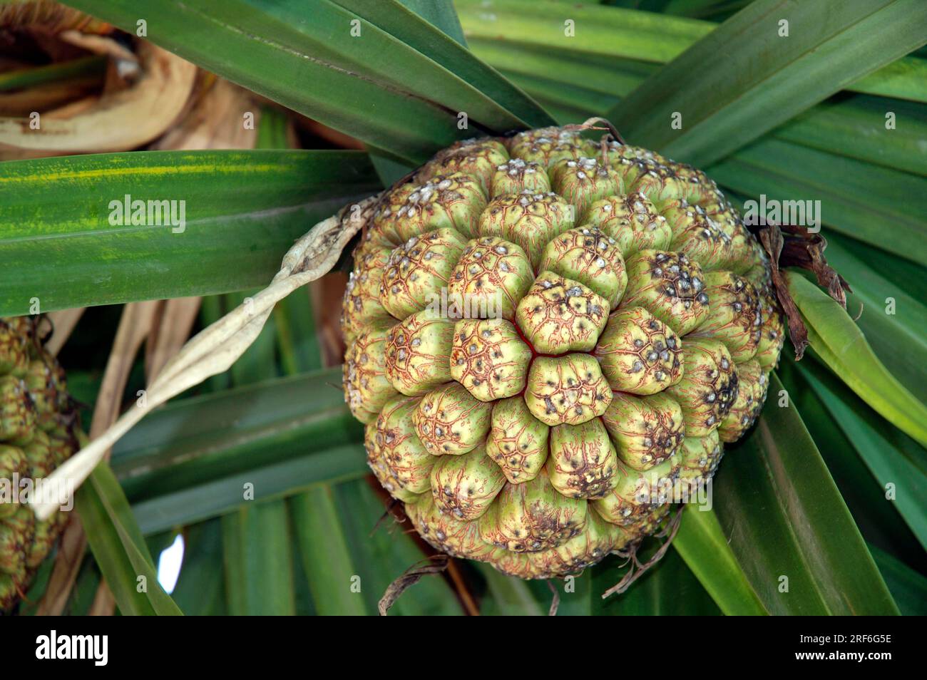 Screw pine (Pandanus), Costa Rica, Pandanaceae Stock Photo - Alamy