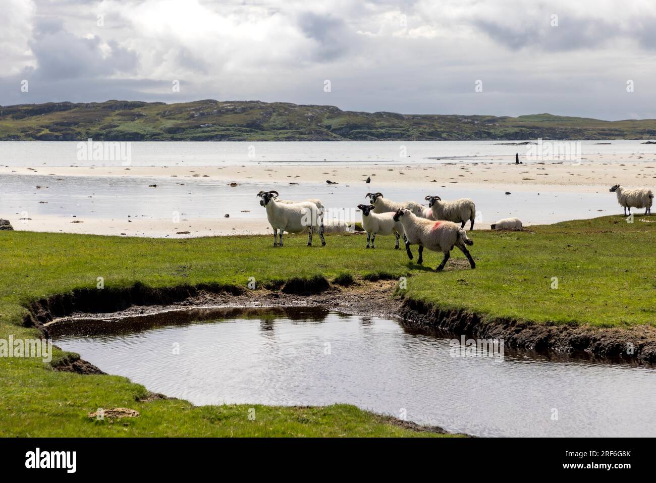 A flock of sheep on the isle of Colonsay, Scotland Stock Photo - Alamy
