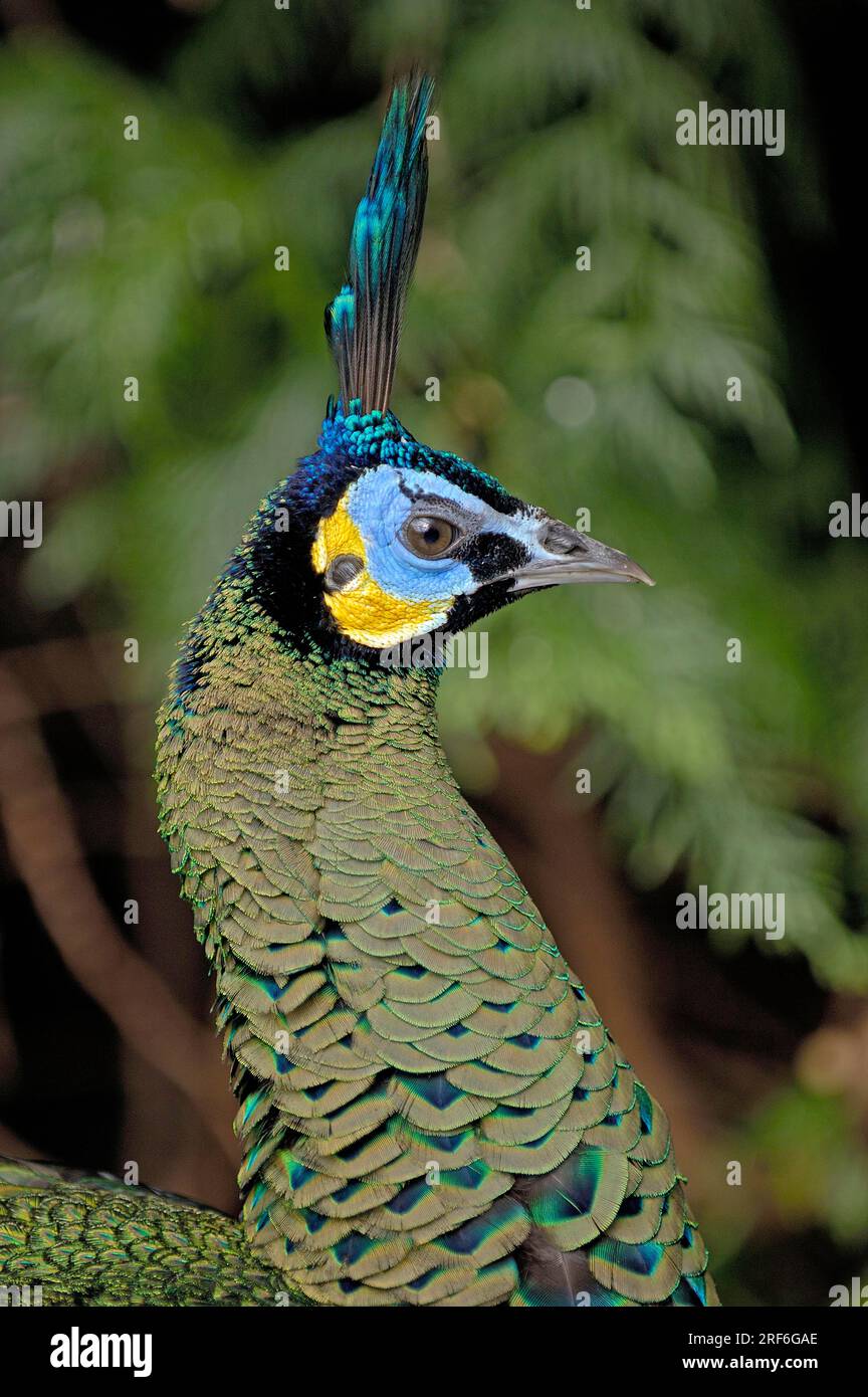 Green Peafowl (Pavo muticus), side, profile Stock Photo - Alamy