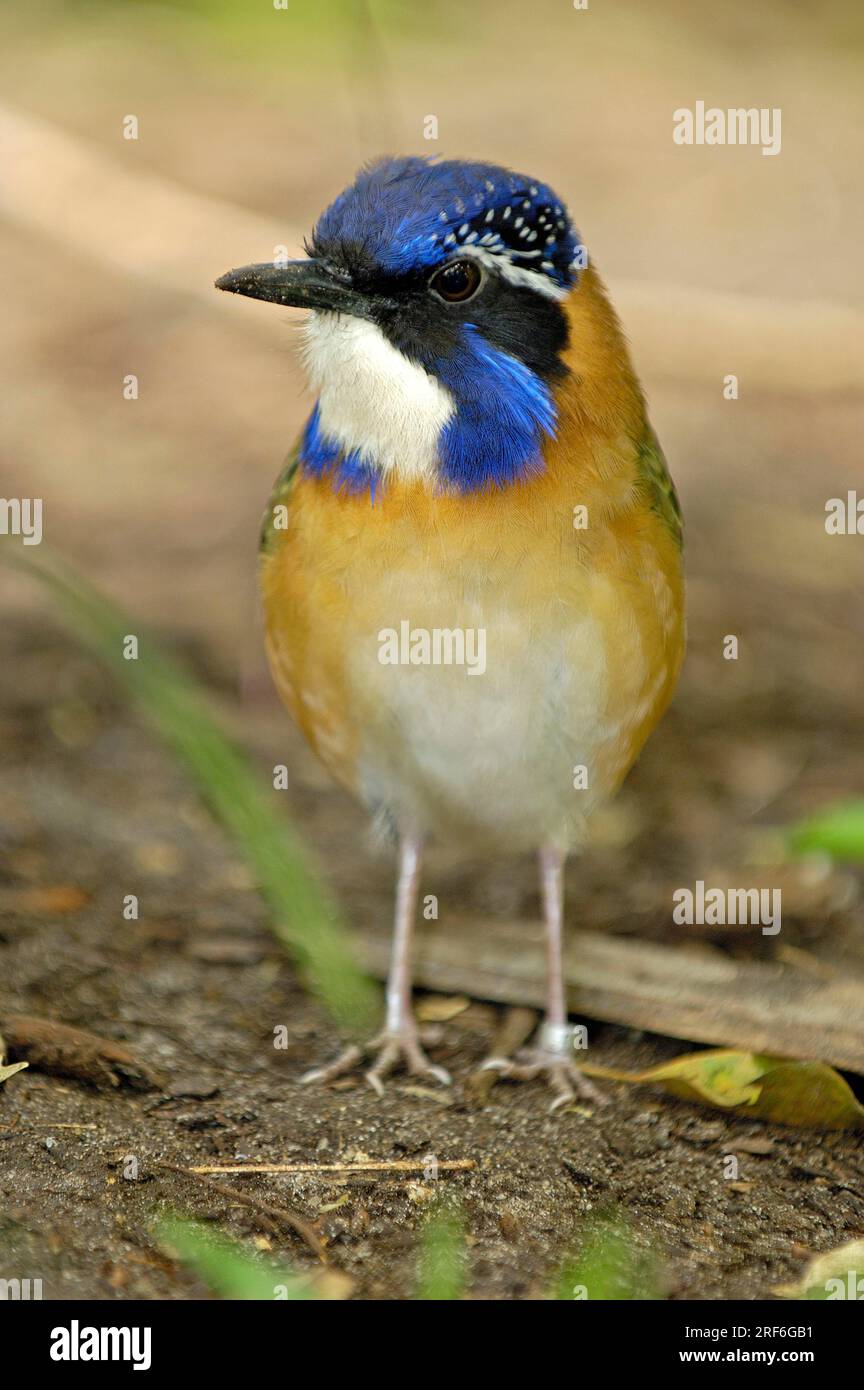 Giant Pitta (Pitta caerulea Stock Photo - Alamy