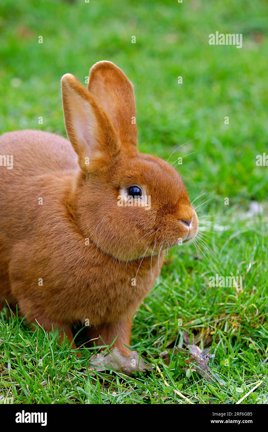 New zealand rabbit hi-res stock photography and images - Alamy