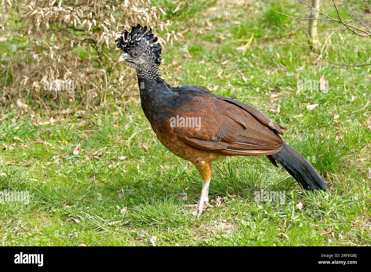 Great Curassow (Crax rubra), female Stock Photo - Alamy