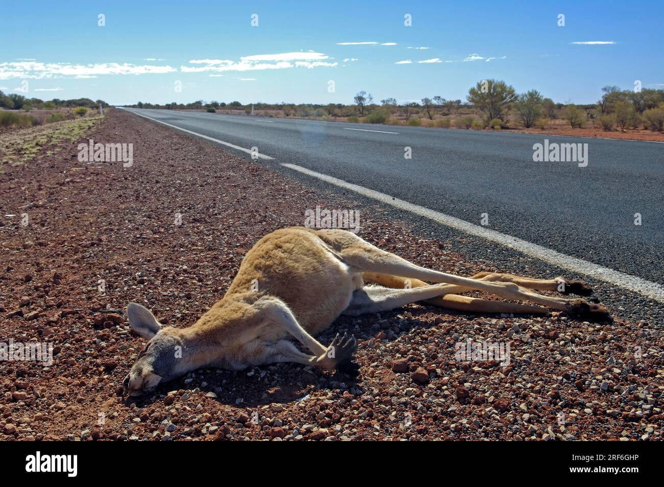 Dead red kangaroo (Macropus rufus) on roadside, South Australia ...