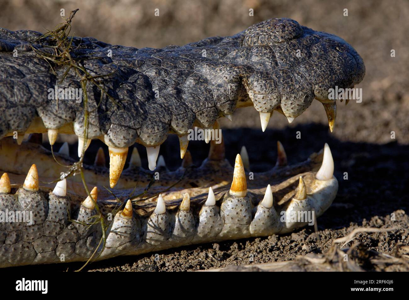 Saltwater Crocodile (Crocodylus porosus), teeth, Kakadu national park ...