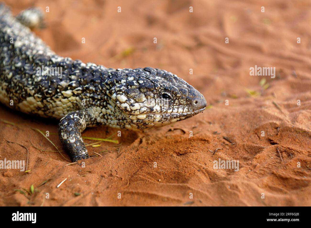 Stump-tailed Skink (Tiliqua rugosa), Northern Territory, Australia ...