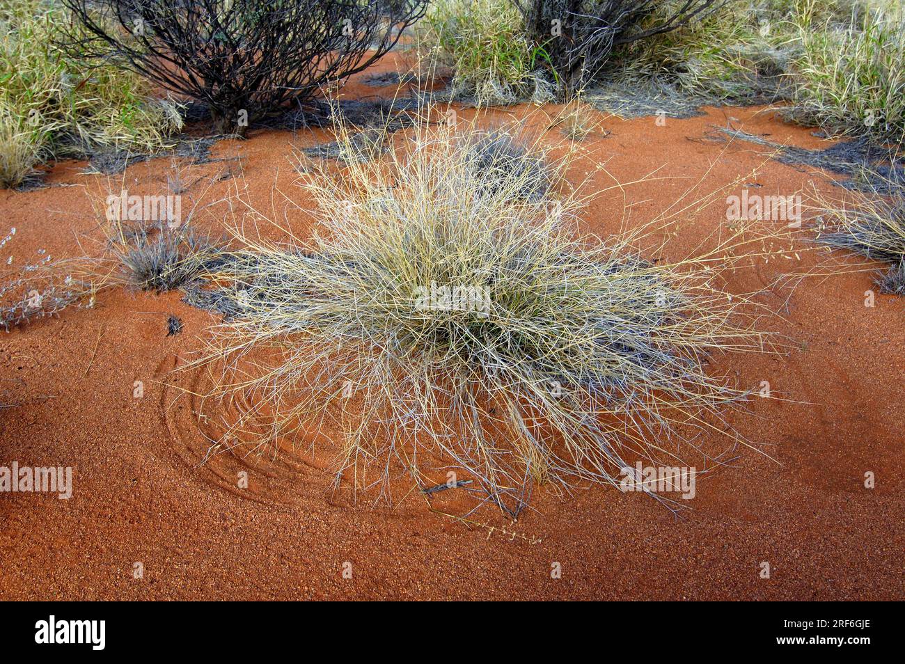Spinifex, Uluru-Kata Tjuta National Park, Northern Territory, Australia ...