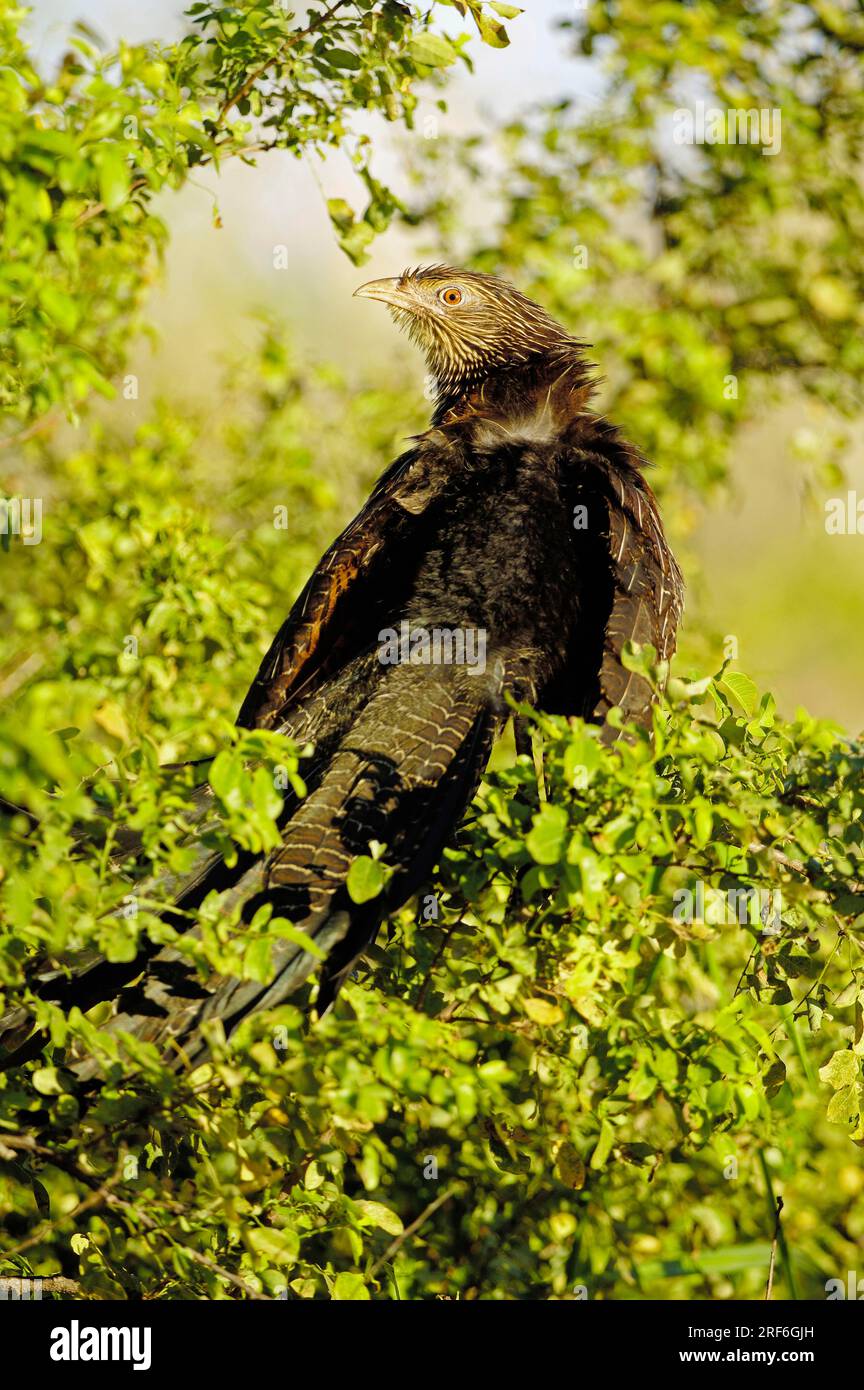 Pheasant Cuckoo, Kakadu National Park, pheasant coucal (Centropus ...