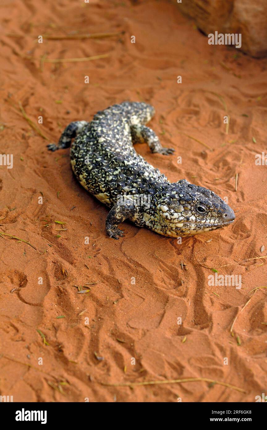 Stump-tailed Skink (Tiliqua rugosa), Northern Territory, Australia ...