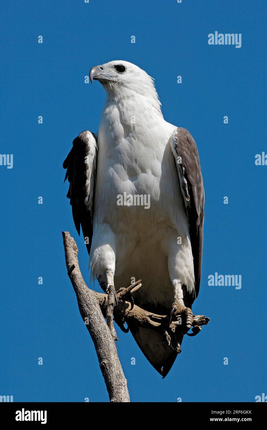 White-bellied sea eagle (Haliaeetus leucogaster), Kakadu National Park ...