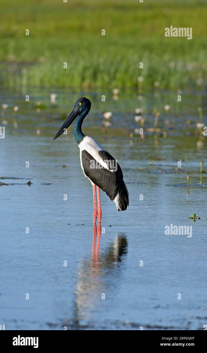 Black-necked stork (Ephippiorhynchus asiaticus), Kakadu National Park ...