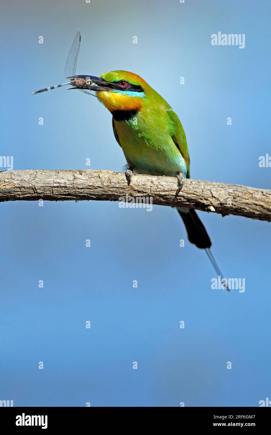 Australian bird eating an insect hi-res stock photography and images ...