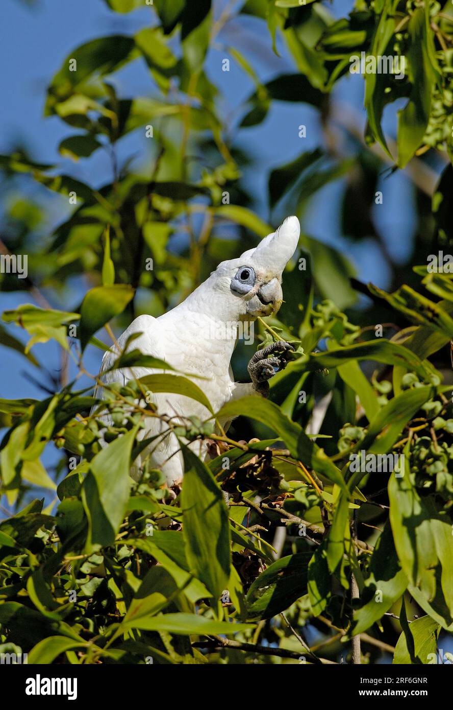 Little Corella (Cacatua sanguinea), Kakadu National Park, Northern ...